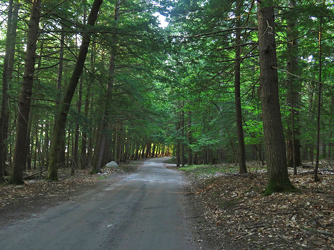 Sebago Lake State Park: a serene woodland escape where sunlight dances through towering pines, inviting you down nature&rsquo;s quiet pathway.
