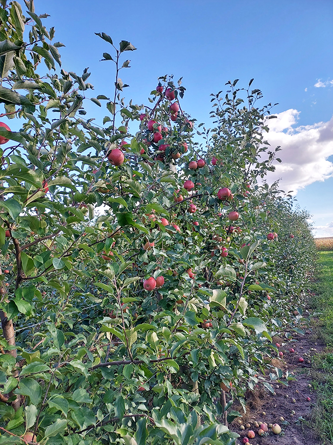 Forget the fountain of youth&mdash;we've found the orchard of happiness! One bite of these apples and you'll be grinning ear to ear. Photo credit: Suresh Gopikrishnan