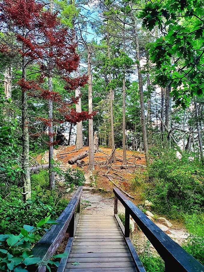 Osprey reality show alert! Wolfe's Neck offers front-row seats to nature's own "Nest-keeping with the Ospreys." Drama, fish, and fantastic views guaranteed.