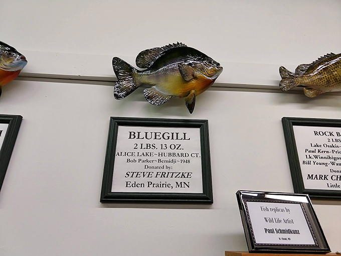 Small but mighty! This bluegill might not break records, but it's a prized catch for many a Minnesotan angler.