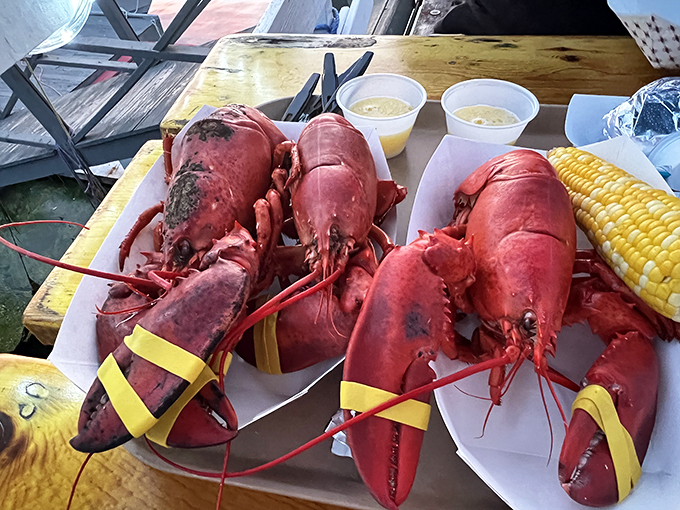 Meet your dinner! These freshly caught lobsters are ready for their butter-drenched destiny on your plate.