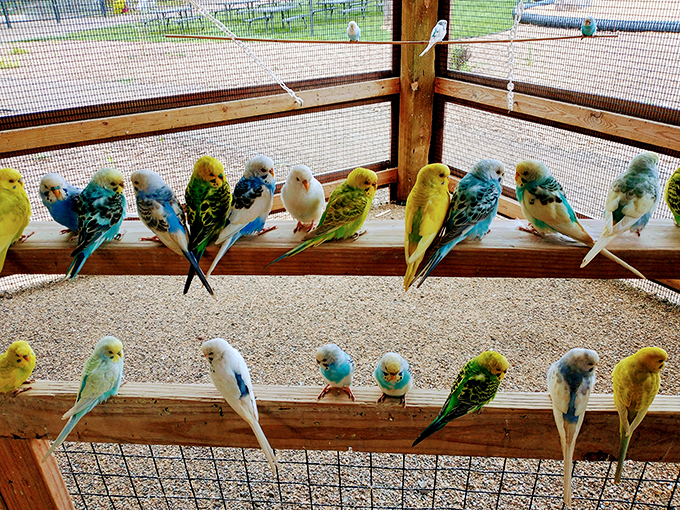 A rainbow of feathers and personalities. These lovebirds are putting on a show that's more colorful than a Pixar movie.