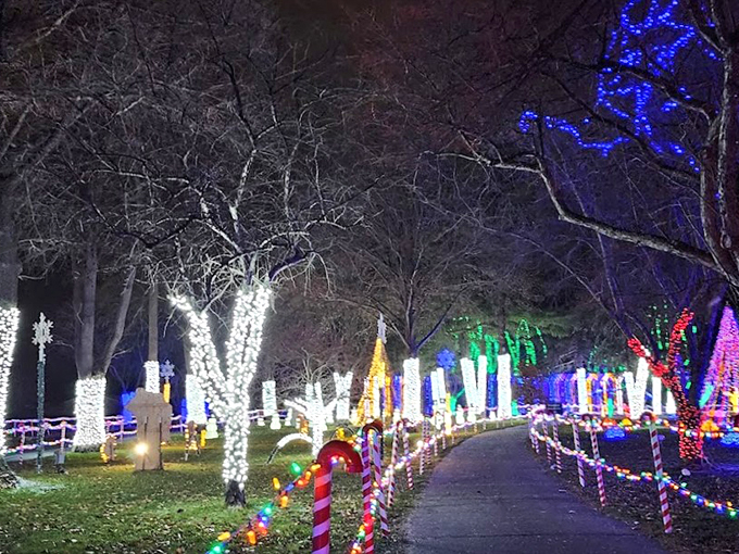 Nature meets neon in this enchanted forest! Trees don their holiday best, creating a kaleidoscope of colors that would make a rainbow blush.