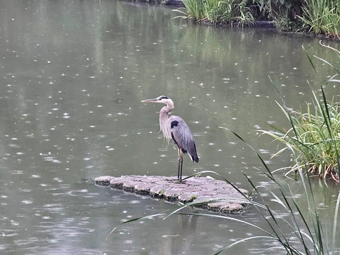 The Lake Ellyn paparazzi caught this feathered celebrity mid-pose. Move over, influencers &ndash; this heron knows how to work its angles.