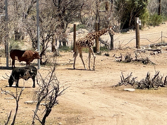 It's a menagerie mash-up! Giraffes rub shoulders with cattle in this quirky desert diorama. Dr. Dolittle would feel right at home.
