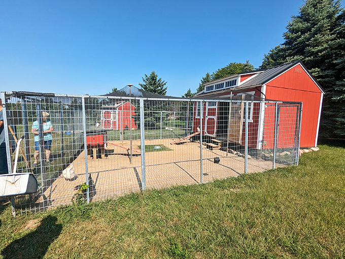 This chicken coop looks like the set of a farmyard sitcom. "The Real Househens of Wisconsin," anyone? 