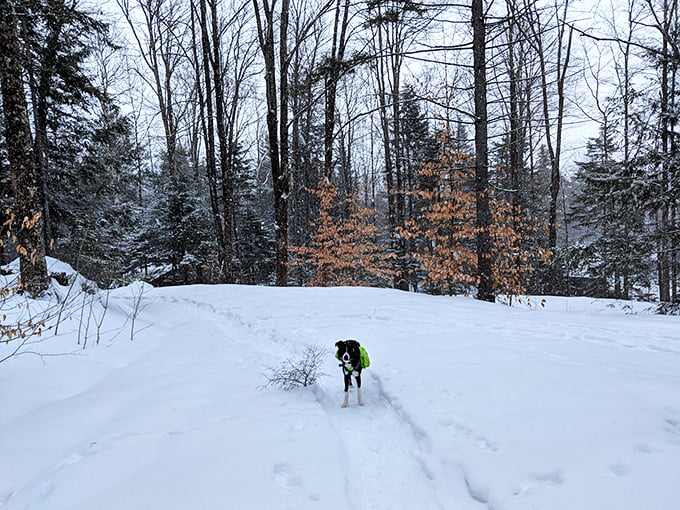 Winter wonderland alert! This pup's living its best snow day life, reminding us that Gifford Woods is a four-season playground.