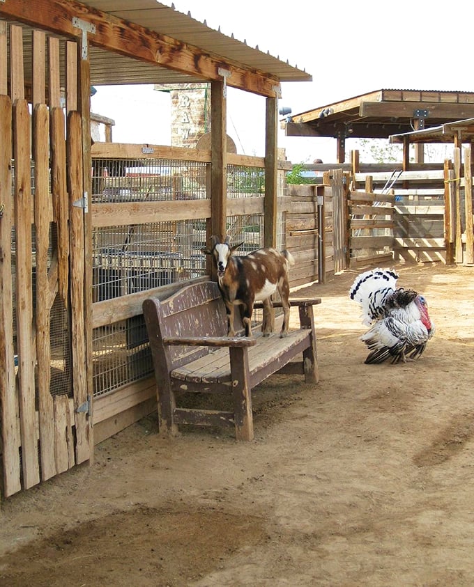 Old MacDonald's got nothing on this farm! A goat and turkey walk into a bar... or just hang out in this charming petting zoo.