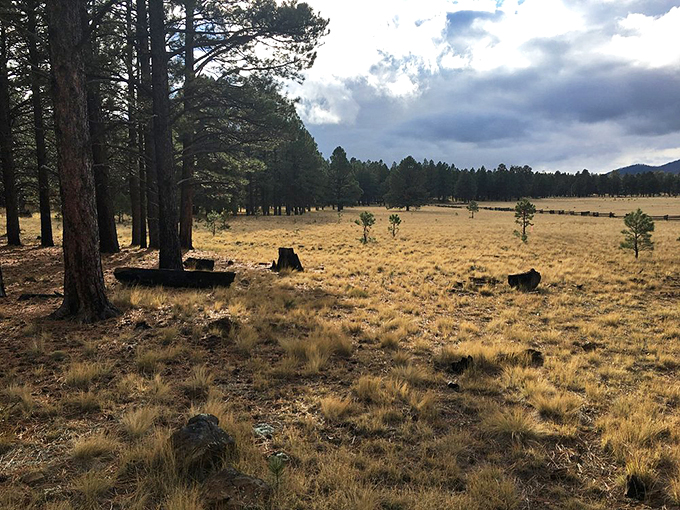 Where the wild things are... or at least where they roam. This meadow's serving up a slice of serenity with a side of adventure. Photo credit: Jari S