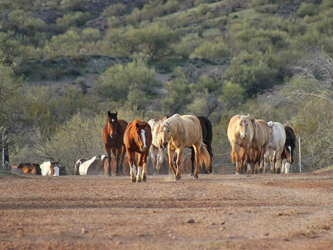 Here comes the cavalry! Or maybe it's just feeding time. Either way, this herd of horses is enough to make any city slicker yearn for life on the range.