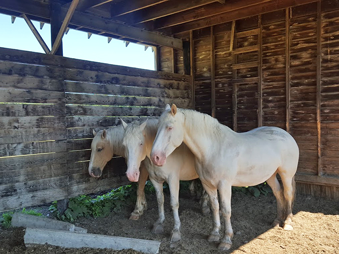 These magnificent white steeds look ready to pull a carriage straight out of a fairy tale.
