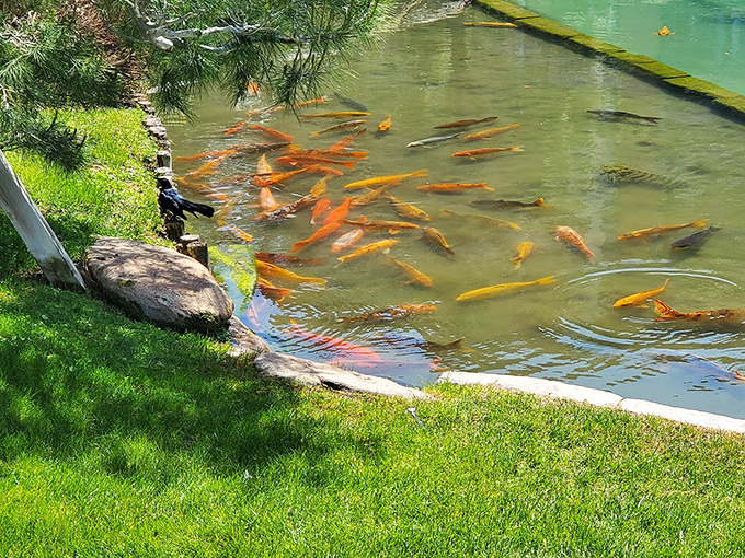 Koi living their best life in liquid gold. These fish have better digs than most resort pools &ndash; and they never have to fight for a lounge chair.