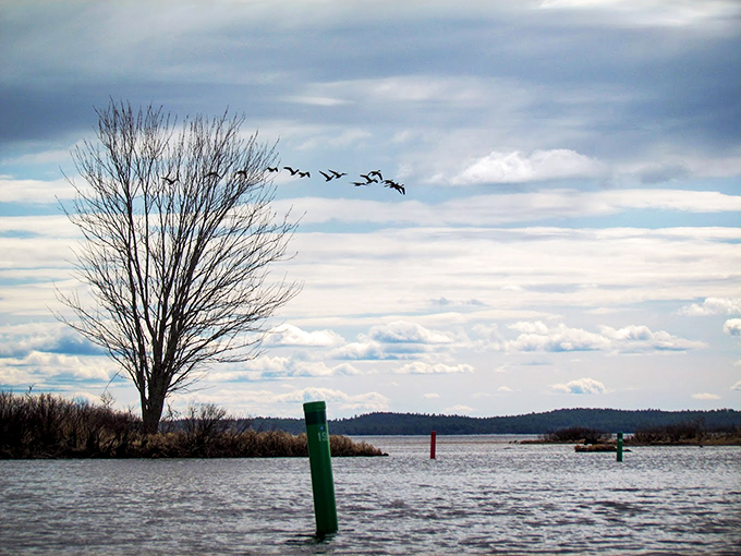 Mother Nature's navigation system: Channel markers guide boats through Sebago's pristine waters while geese chart their own course.