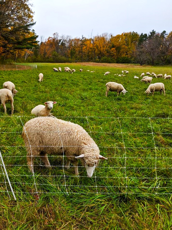 Sheep thriving in their element! It's like a wooly convention, minus the awkward small talk and name tags.