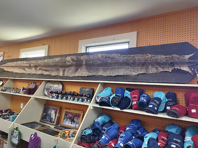 A preserved snakeskin stretches across the wall above Maine memorabilia, adding a dash of natural history to the sweet scene.