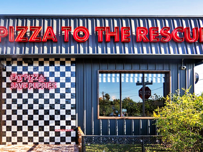 The checkerboard wall makes a bold statement: this is where pizza passion meets puppy love.