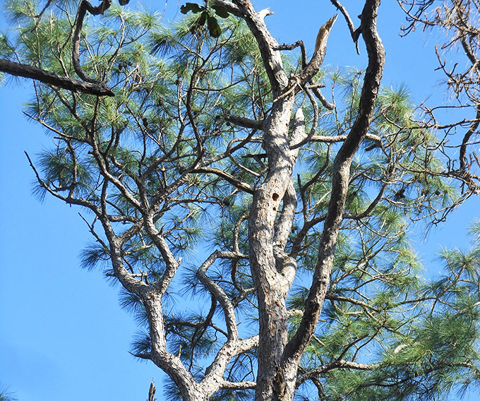 Woodpecker's masterpiece! This pine tree's not just a home, it's a high-rise condo for feathered families with a taste for bark.