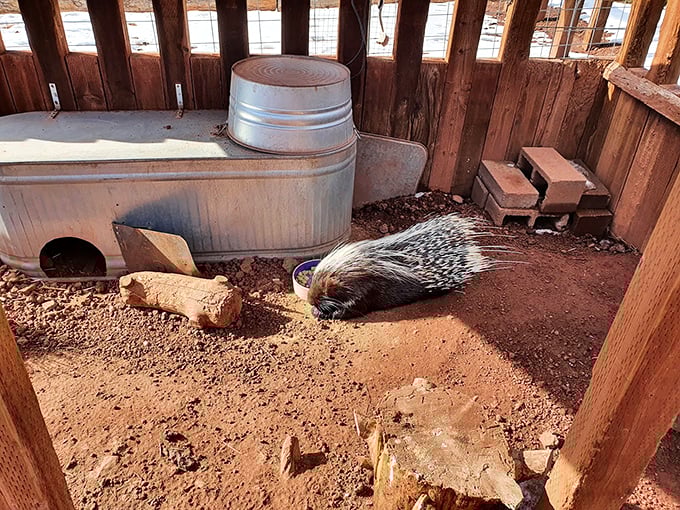 Prickly but adorable, this porcupine is the spirit animal of every introvert who just wants to be left alone at parties.