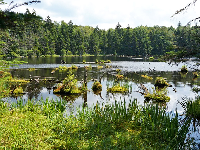 Island gardens float like green lily pads, creating a natural mosaic on the reservoir's mirror-like surface.