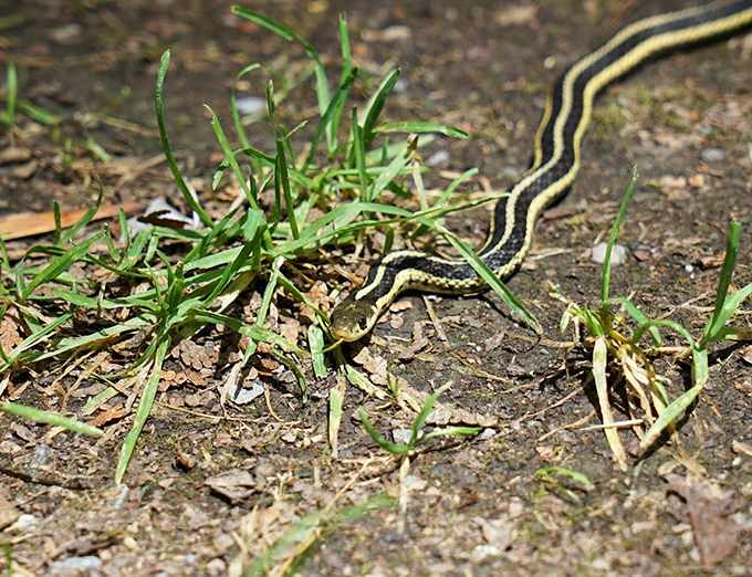 Meet the local welcoming committee! This little guy is just as surprised to see you as you are to see him.