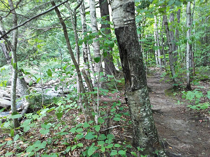 A serene forest path beckons, promising adventure without requiring Olympic-level hiking skills.