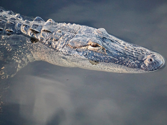 "Paint me like one of your French gators, Jack." This prehistoric poser is serving up some serious swamp realness.