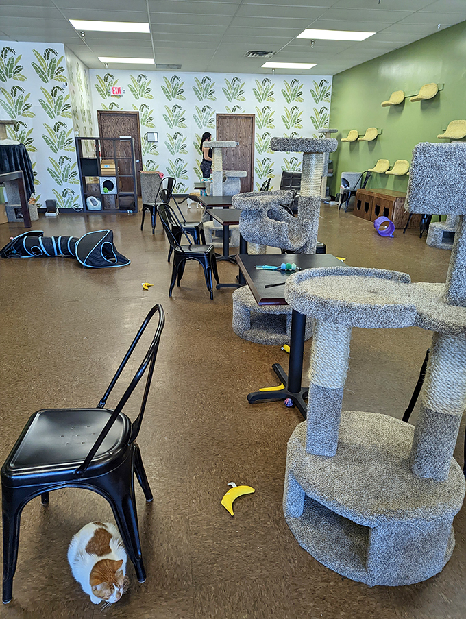 Cat-hletes in training! This feline playground puts your average gym to shame. Who needs a treadmill when you've got scratching posts?