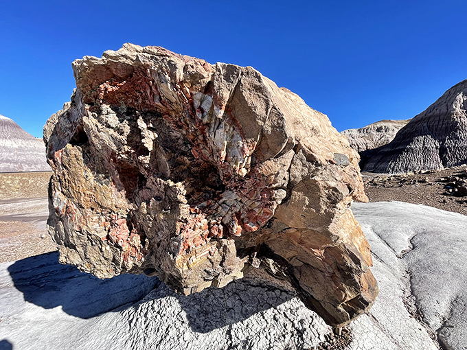 Nature's jigsaw puzzle! This petrified wood showcases intricate patterns that would make any geologist swoon.