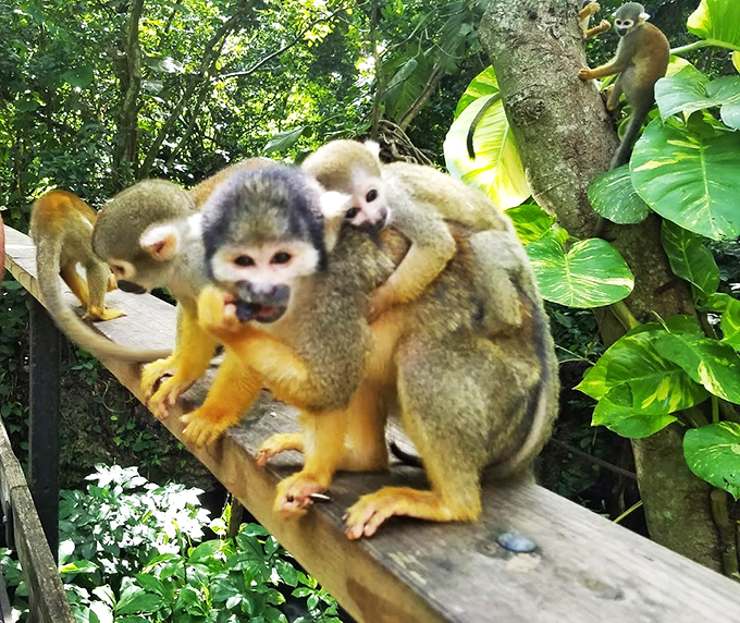 Role reversal at its finest! Watch primates live their best lives while you play the part of the caged attraction.