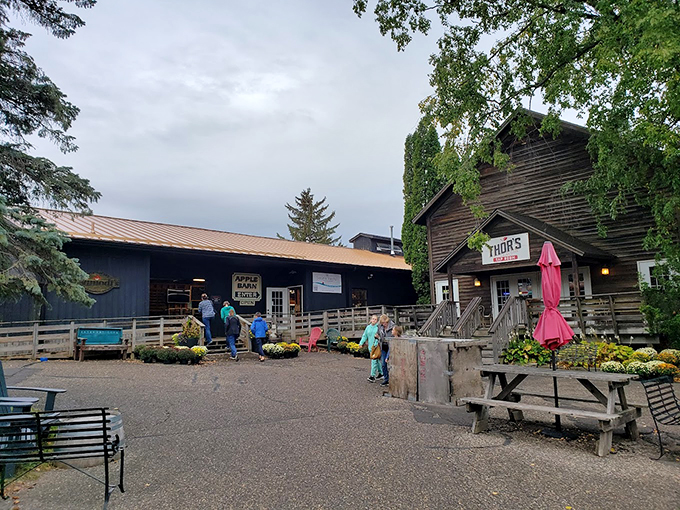 Apples, cider, and Nordic vibes! Aamodt's is where fall dreams come true. Just don't expect Loki to help with the apple-picking.