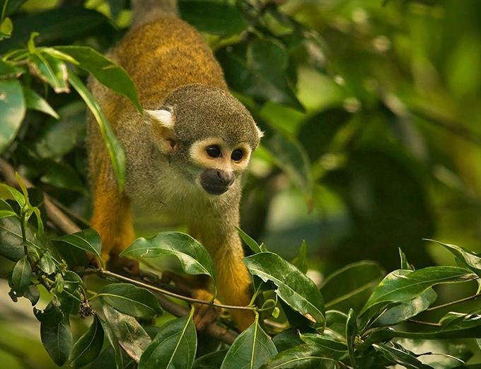 It's Planet of the Apes, but make it adorable. Prepare for aerial acrobatics and mischievous monkeys galore!