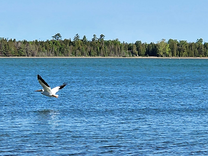 "And here we see the majestic Lake Michigan pelican in its natural habitat." Queue the David Attenborough voice-over!