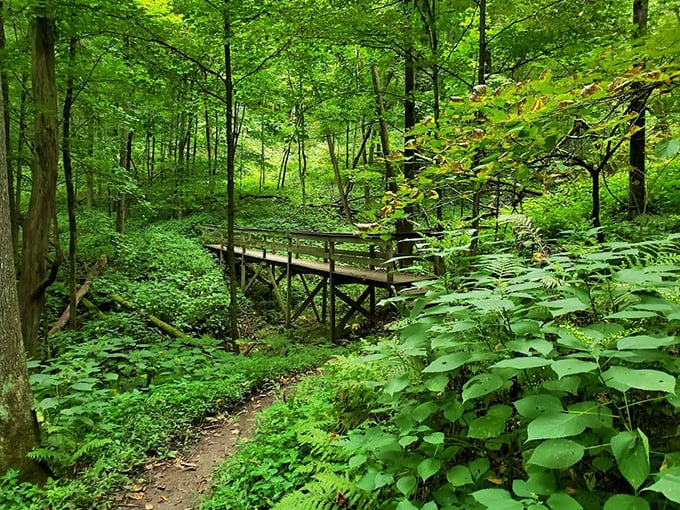 Nature's obstacle course! Wildcat Mountain's winding trails and wooden bridges are an adventurer's playground.