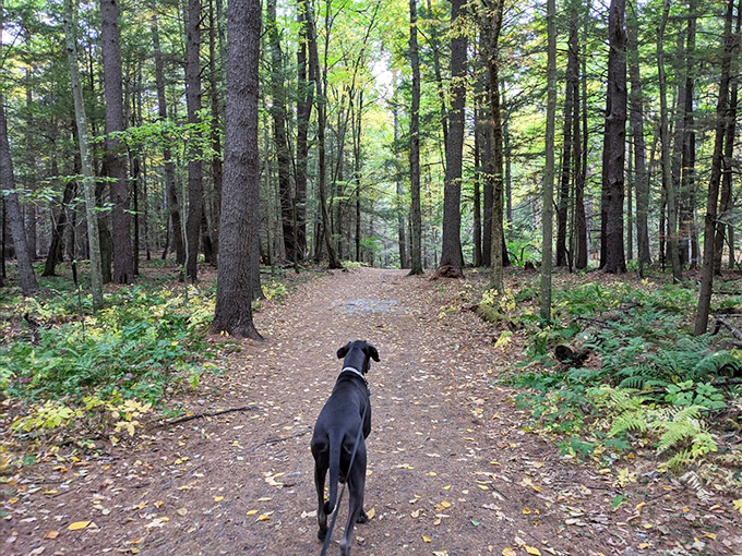 Who let the dogs out? Apparently, Vaughan Woods did. This trail is paw-sitively perfect for four-legged explorers.