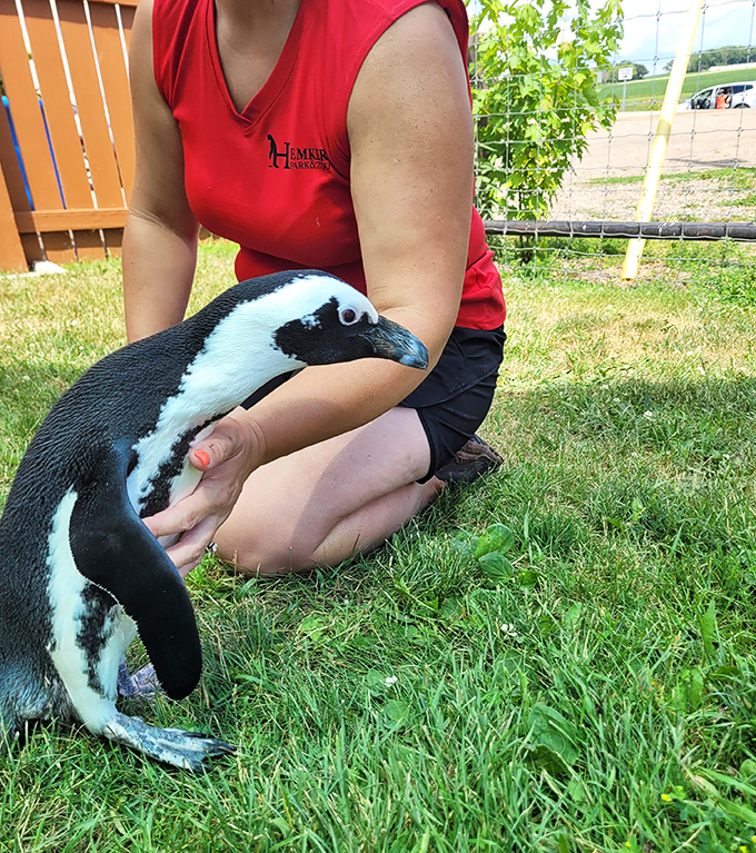 Penguins: Nature's tuxedo-clad comedians. This little guy is living proof that you don't need to fly to be fabulous.