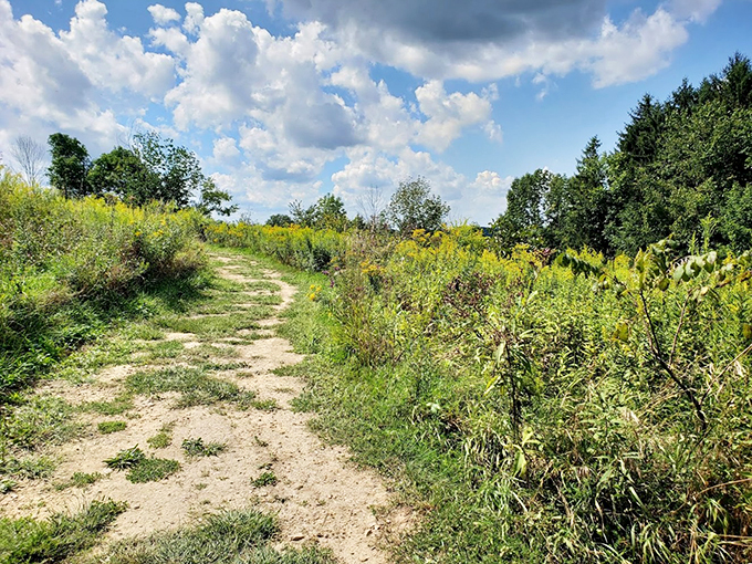 The path less traveled... by art critics. This winding trail promises adventures in both nature and creativity around every bend.