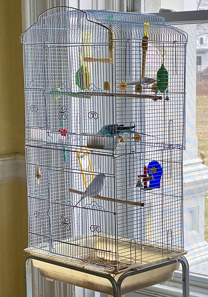 Meet the mansion's feathered resident, who enjoys better accommodations than most humans and never complains about the breakfast service.