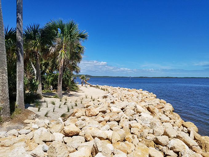 Coquina Rock and Shoreline Plants] Coquina rocks: nature's time capsules! These ancient formations tell tales of seas past, while palm trees whisper secrets of the present.