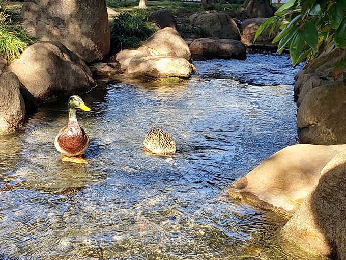 Ducks enjoying their own private oasis. It's like they've found the world's fanciest birdbath and decided to call it home.