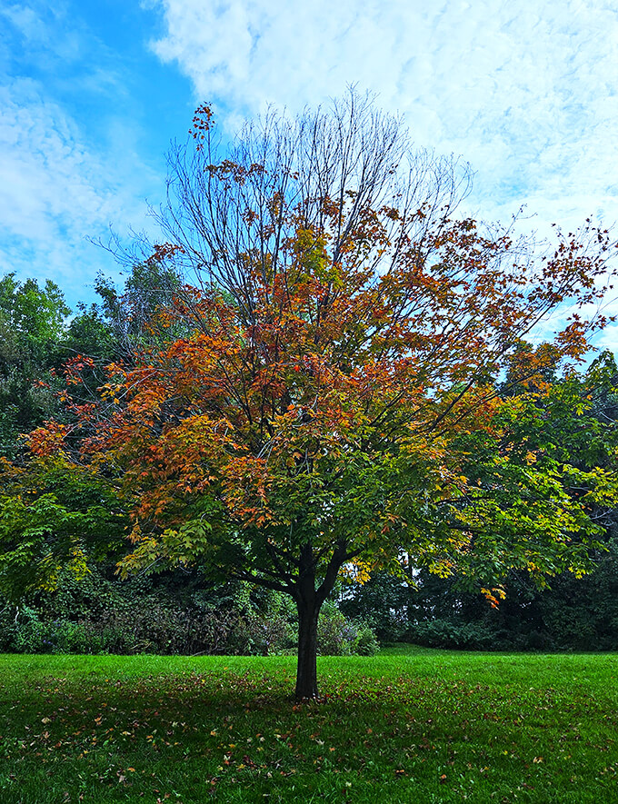 Autumn's grand finale: Where trees put on a show that rivals Broadway. It's like nature's version of Joseph's Technicolor Dreamcoat, but with leaves.