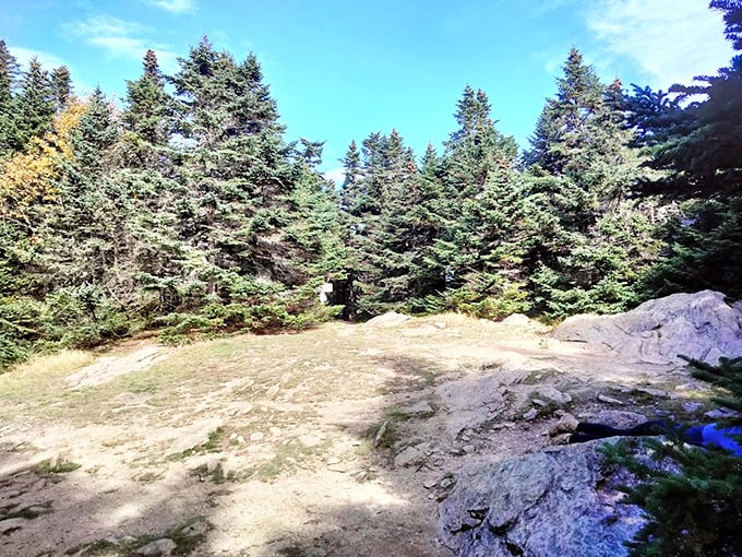 Nature's skyscrapers reaching for the sky. These evergreens are the strong, silent types of the forest &ndash; tall, handsome, and terrible at small talk.