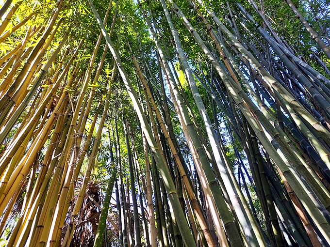 Stone Age chic meets Florida flair! This cozy hut looks like it was designed by the Flintstones' hip, artistic cousins.