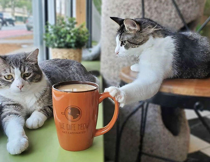 "Excuse me, waiter, there's a cat in my coffee." These furry baristas are more interested in napping than latte art, but they sure know how to steal hearts.