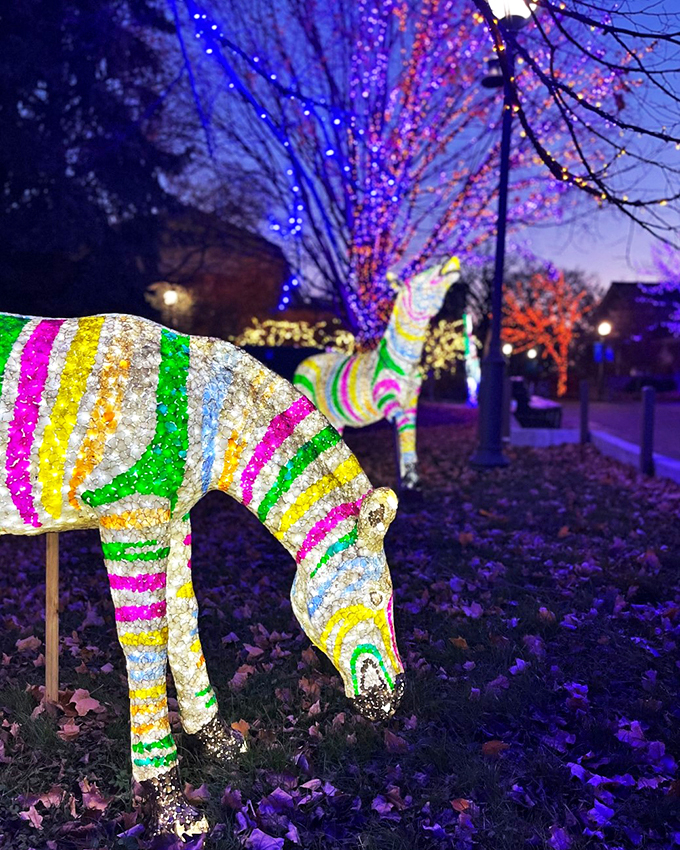 Who says zebras can't change their stripes? This technicolor equine proves that sometimes, a little holiday makeover goes a long way.