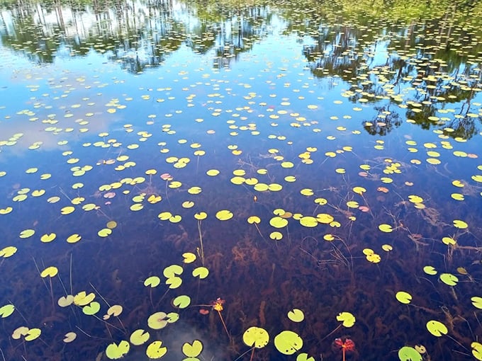 Nature's connect-the-dots game. These lily pads are proof that even plants know how to have a good time in Florida's playground.