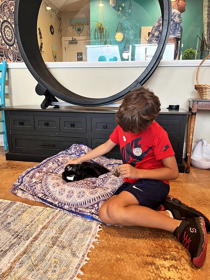 The ultimate cat-human bonding session. This heartwarming scene proves that sometimes, all you need is a comfy pillow and a purring companion.