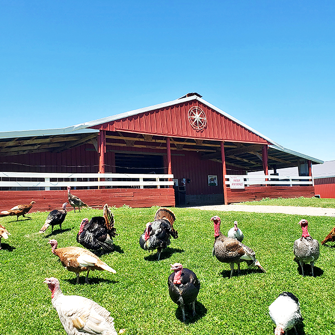 The welcoming committee's looking a bit... stuffed. But hey, at least they're not camera shy!
