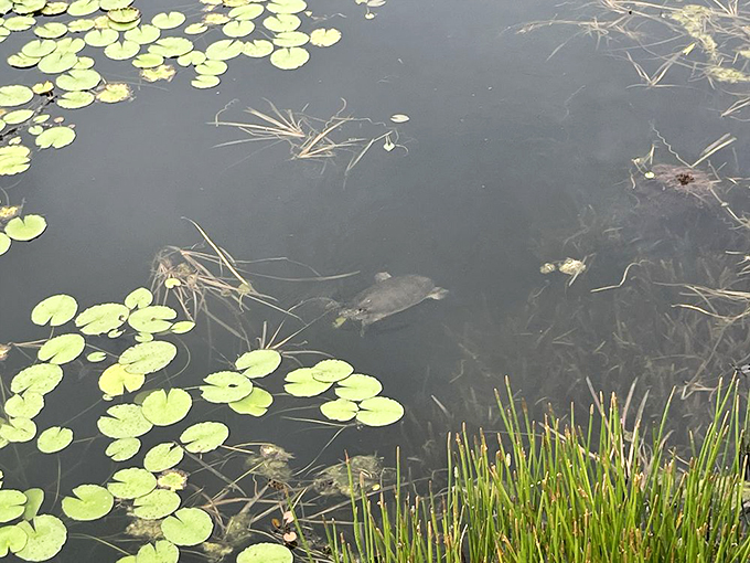 Even the local wildlife can't resist The Cracked Pepper's charm! These turtles are clearly regulars, hoping for a taste of Tampa's finest. Photo credit: Kate C.