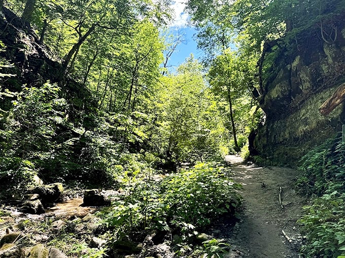Nature's own secret passage! This hidden gorge feels like stepping into a world where ferns rule and magic might just be real.