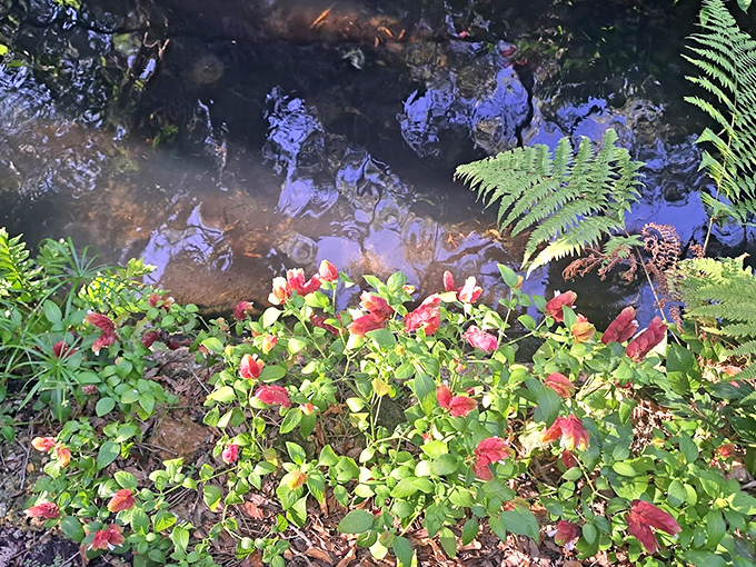 Flamingos strut, butterflies dance, and plants party in this century-old oasis. It's nature's most fabulous shindig!